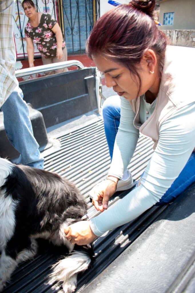 CAMPAÑA DE VACUNACIÓN ANTIRRÁBICA CANINA Y FELINA - H. Ayuntamiento de ...